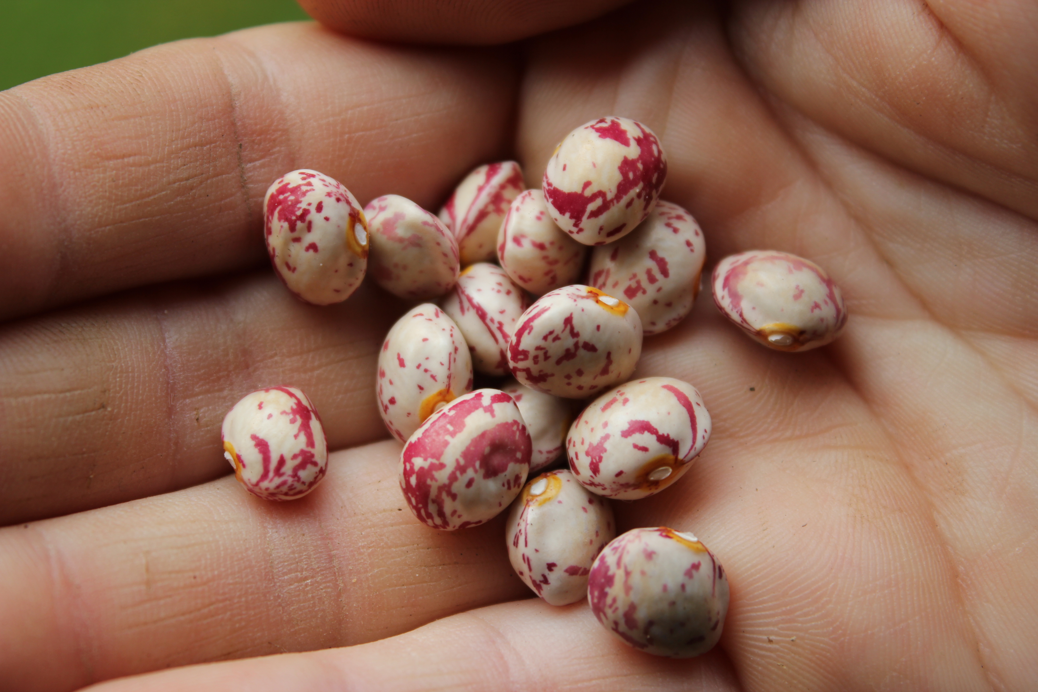 An Ode to Fall Beans (and other seeds) - Grow Appalachia | Grow Appalachia