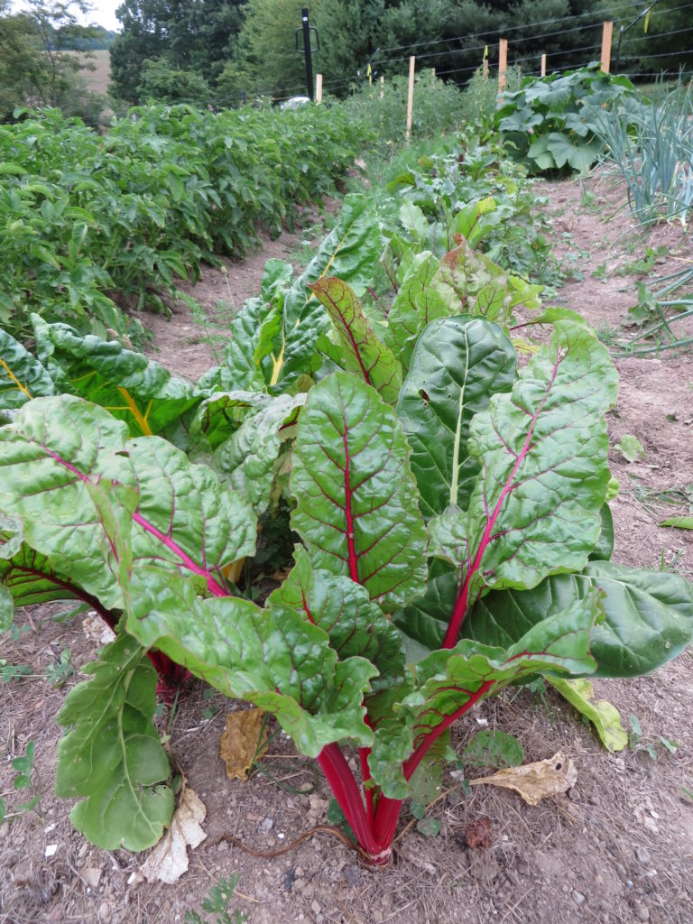 It's hard to be Cameraless with such pretty things growing! - Grow ...