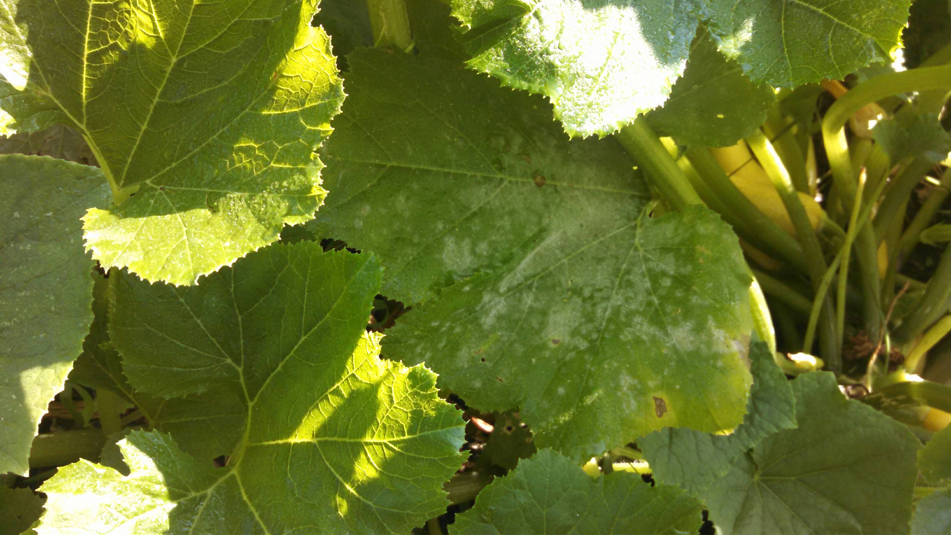 Powdery Mildew - Grow Appalachia