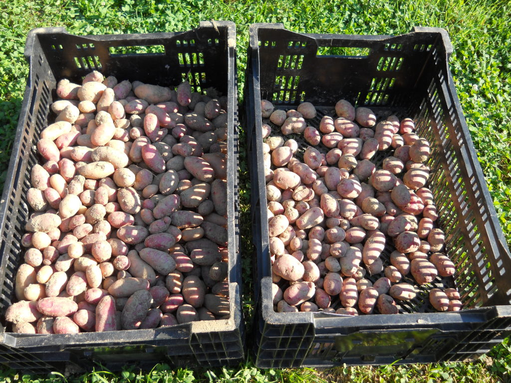 What is it about Digging Potatoes? - Grow Appalachia