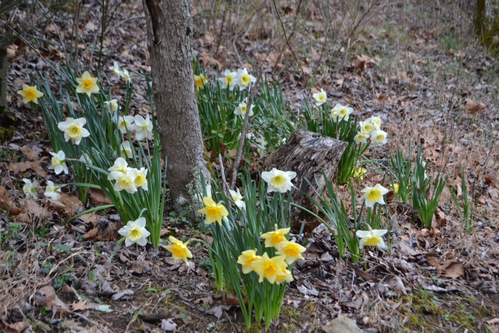 Spring or Not - Grow Appalachia