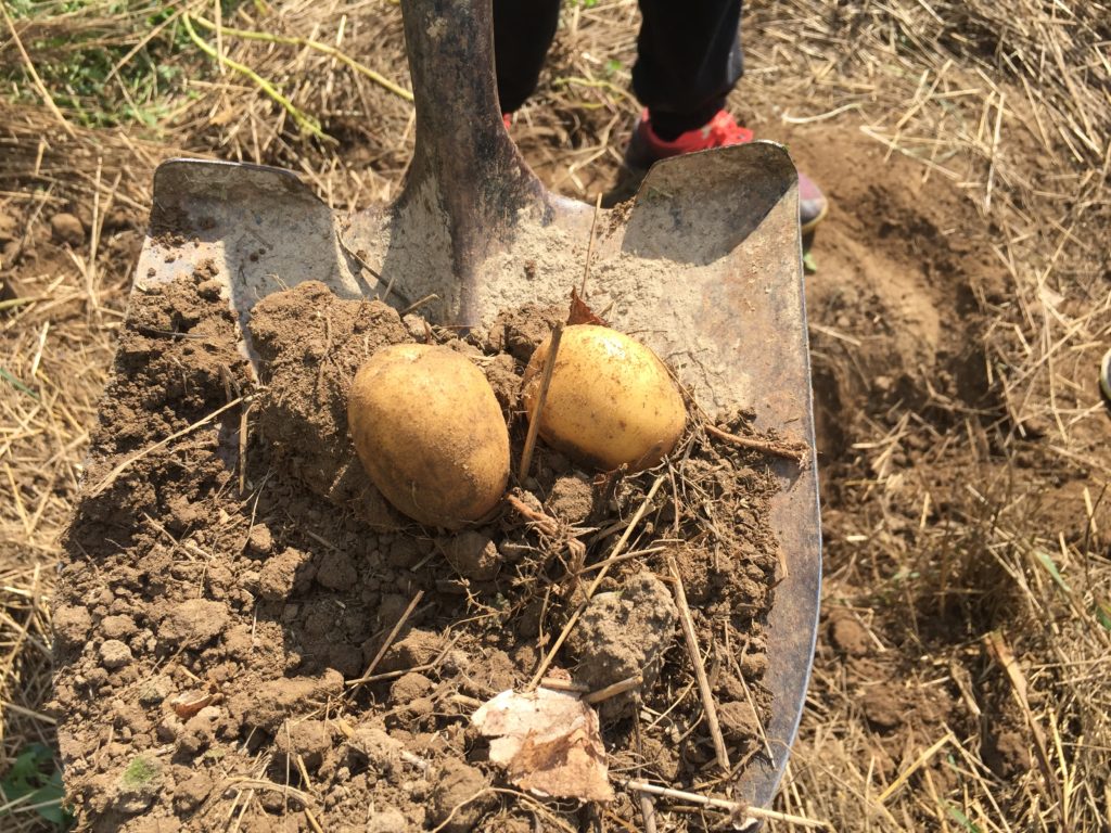 The Life Cycle of a Boys Home Spud - Grow Appalachia